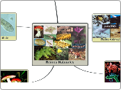 Reinos Naturales maria ahumada - Mind Map